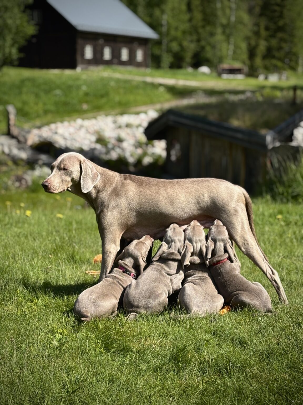 P-Litter 2025